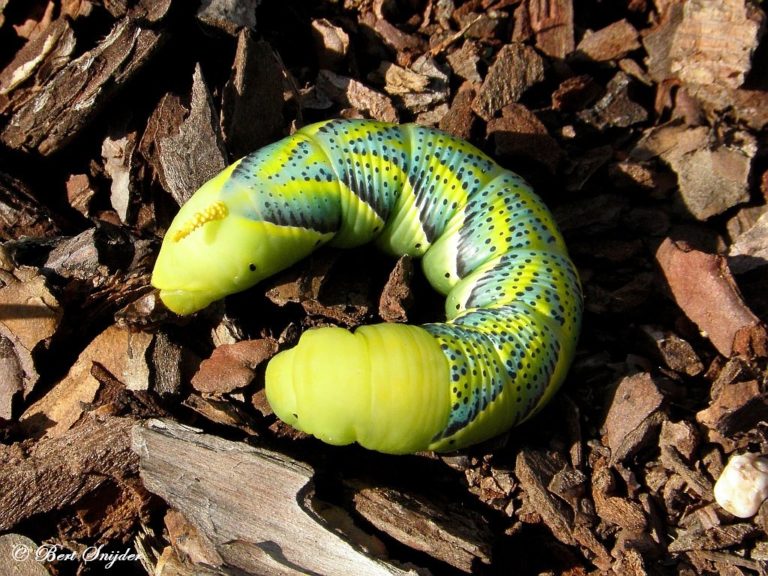 Doodshoofdvlinder rups in Alentejo regio van Portugal | Natuur in Portugal