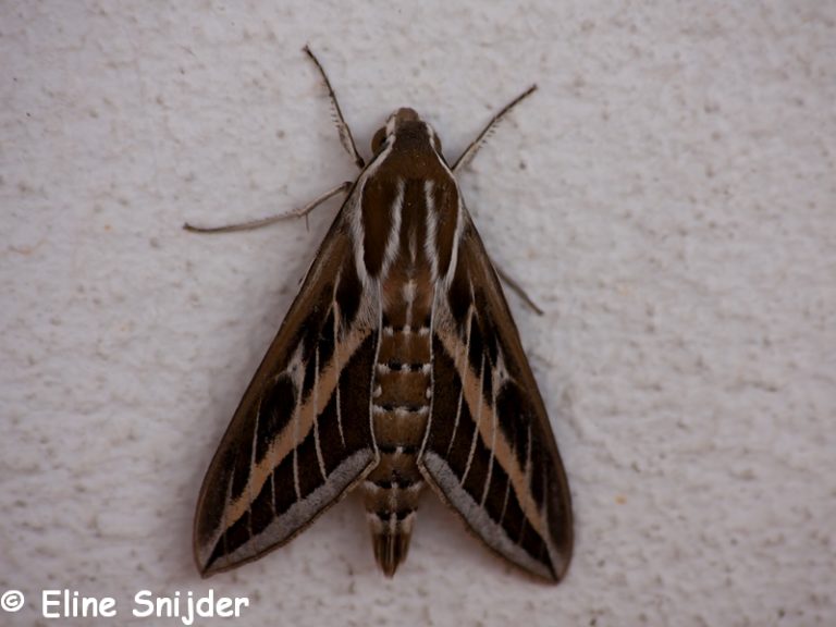 Gestreepte Pijlstaart in de Alentejo regio van Portugal | Natuur in ...