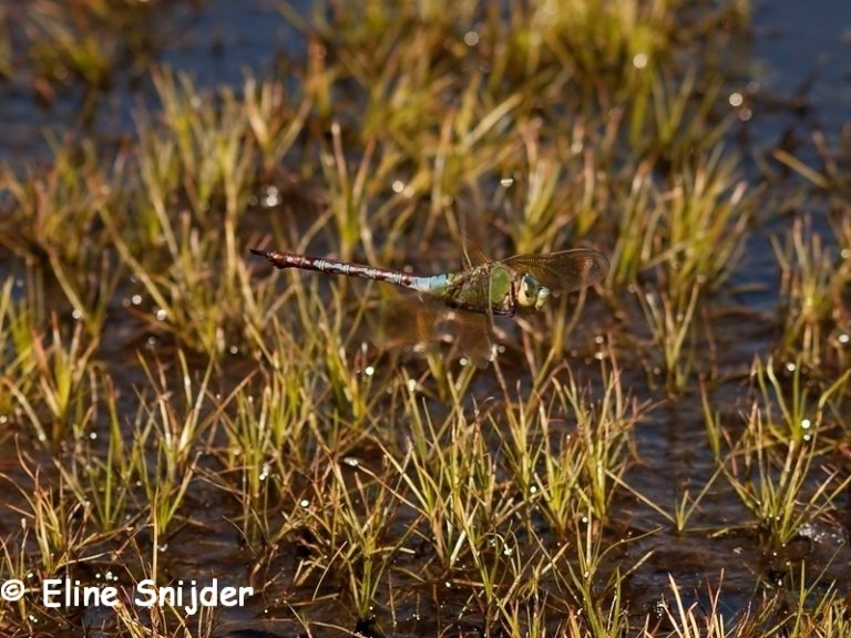 Grote Keizerlibel | Natuur in Portugal